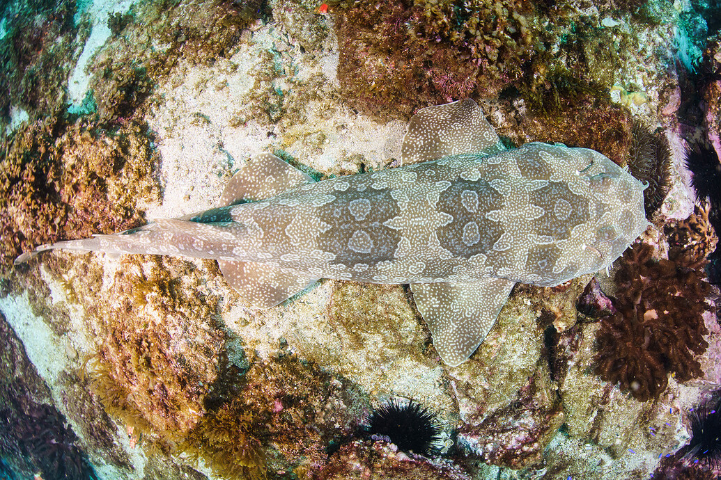 Adding Wobbegong Sharks to a Wildbook - Feature Requests - Wild Me ...