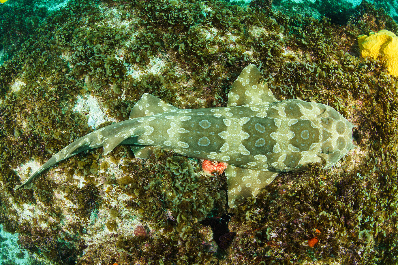 Adding Wobbegong Sharks to a Wildbook - Feature Requests - Wild Me ...