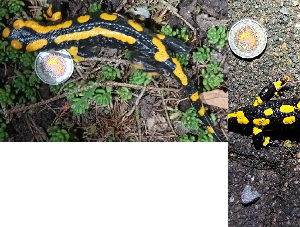 Image part outside annotation used for match suggestion - Bug Reports - Wild Me Community Forums