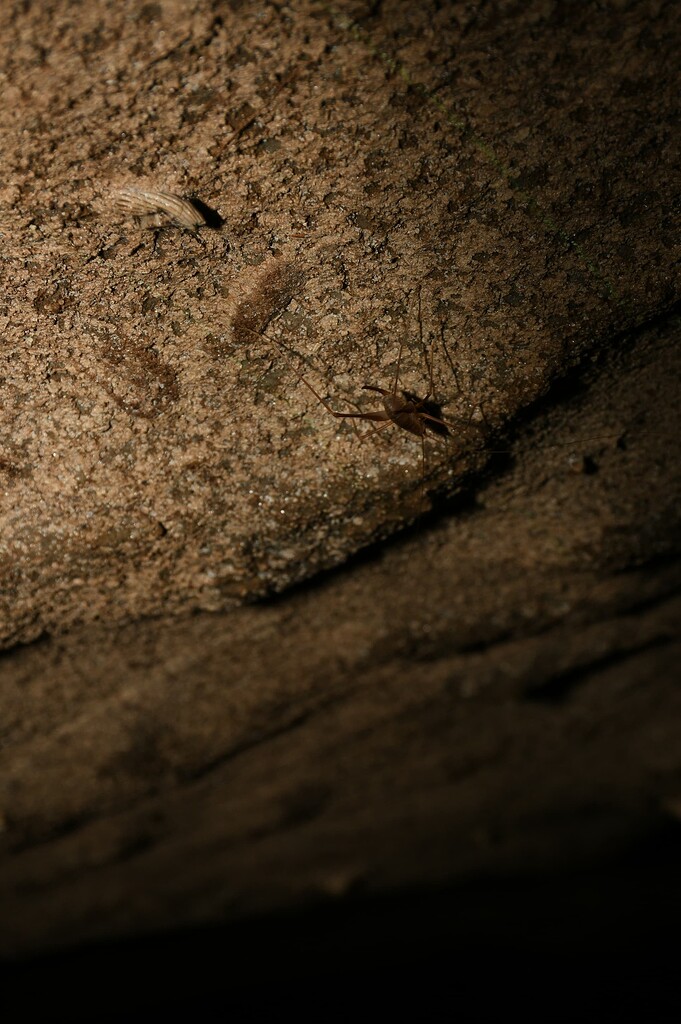 Help with Cave Cricket Image Segmentation - Community Research - Wild ...